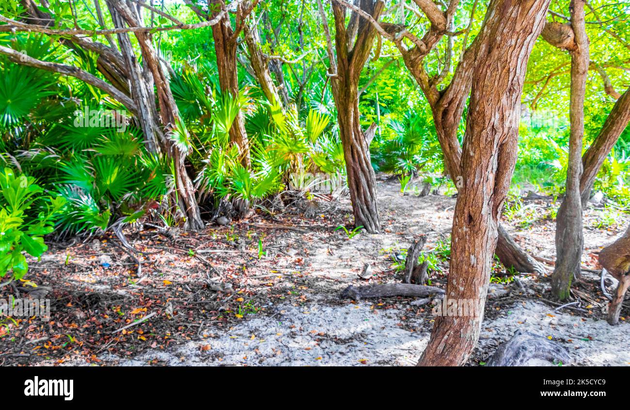 Tropical mexican caribbean beach palm trees and fir trees in jungle ...