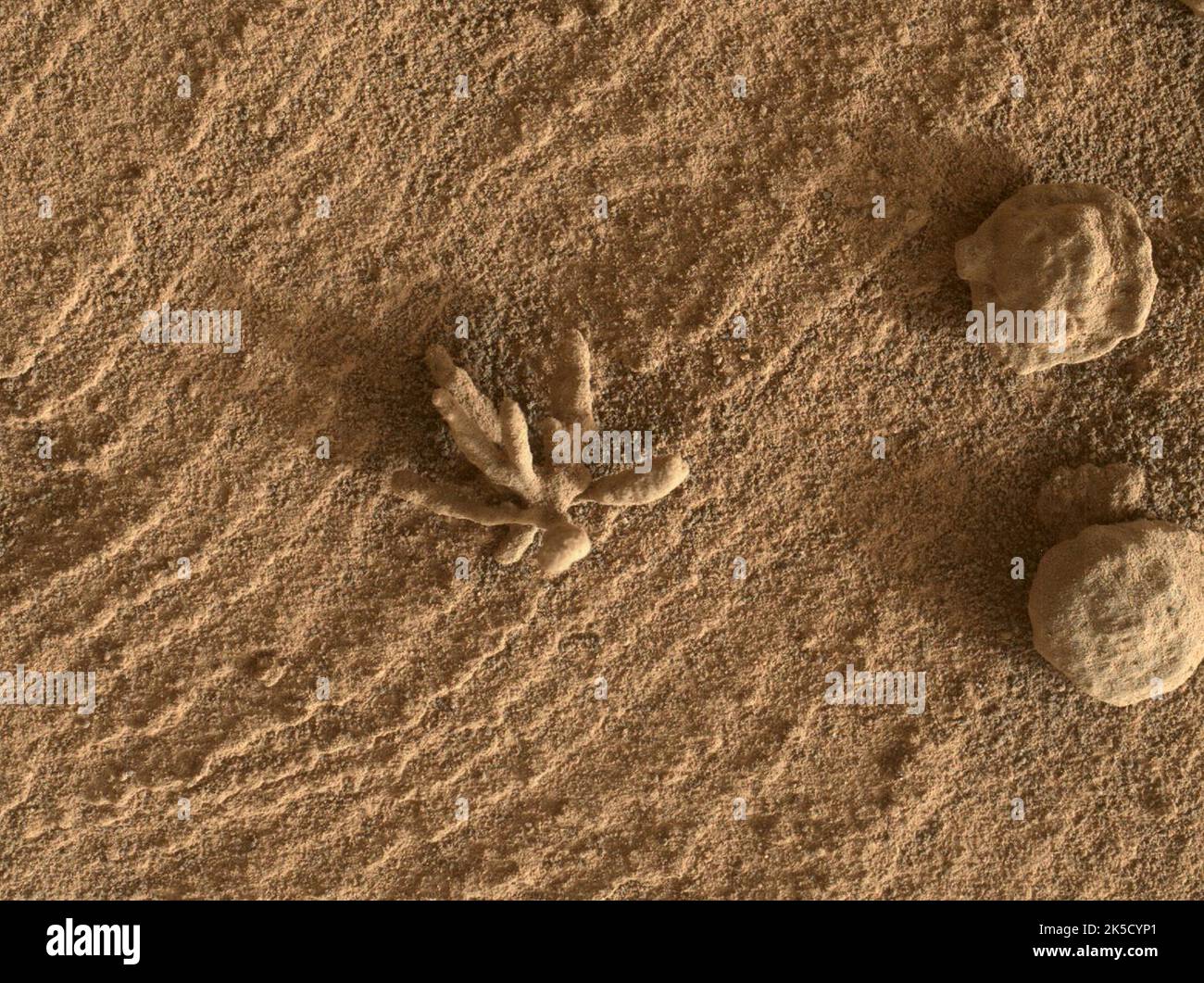 Mars Rover Finds Flower