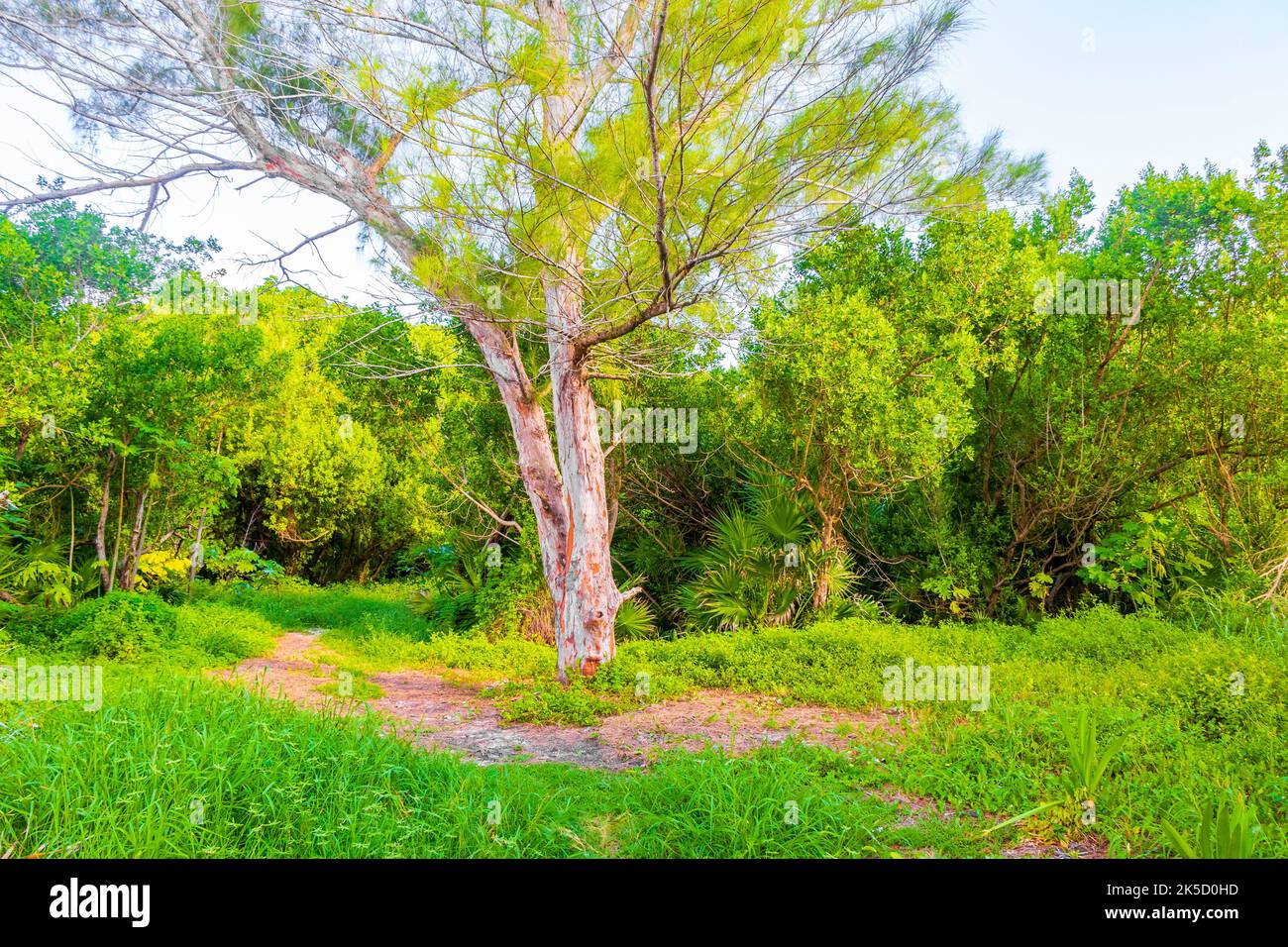 Tropical mexican caribbean beach palm trees and fir trees in jungle ...