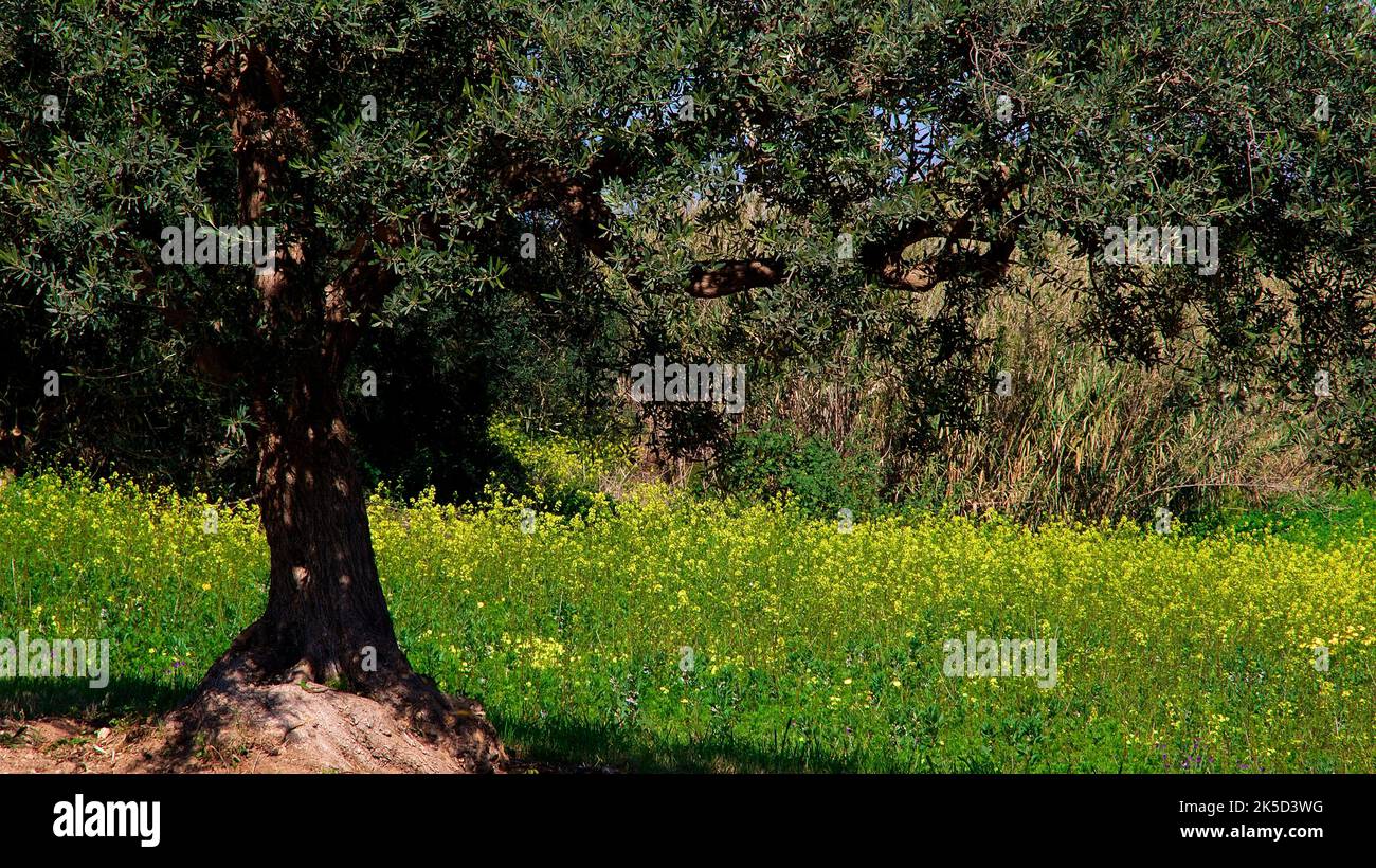 Sicily olive tree hi-res stock photography and images - Alamy
