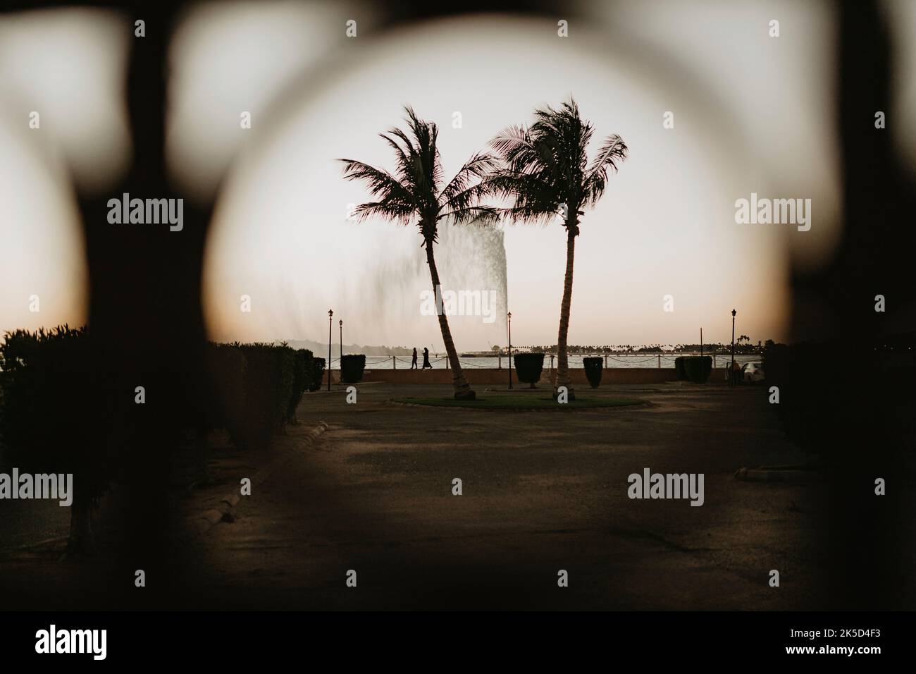 Saudi Arabia, Mecca province, Jeddah/Jeddah, promenade, palm trees ...