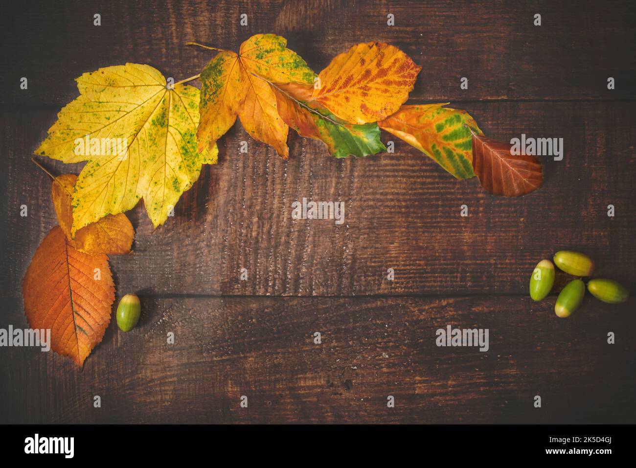 Colorful leaves and acorns Stock Photo - Alamy