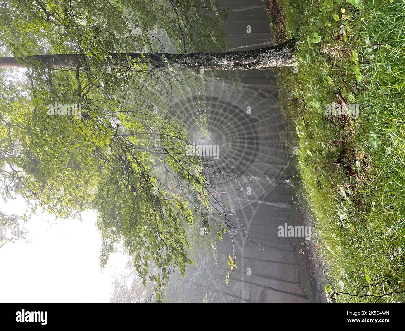 Spider's web in the backlight, climb to Arnspitze, hiking, nature ...