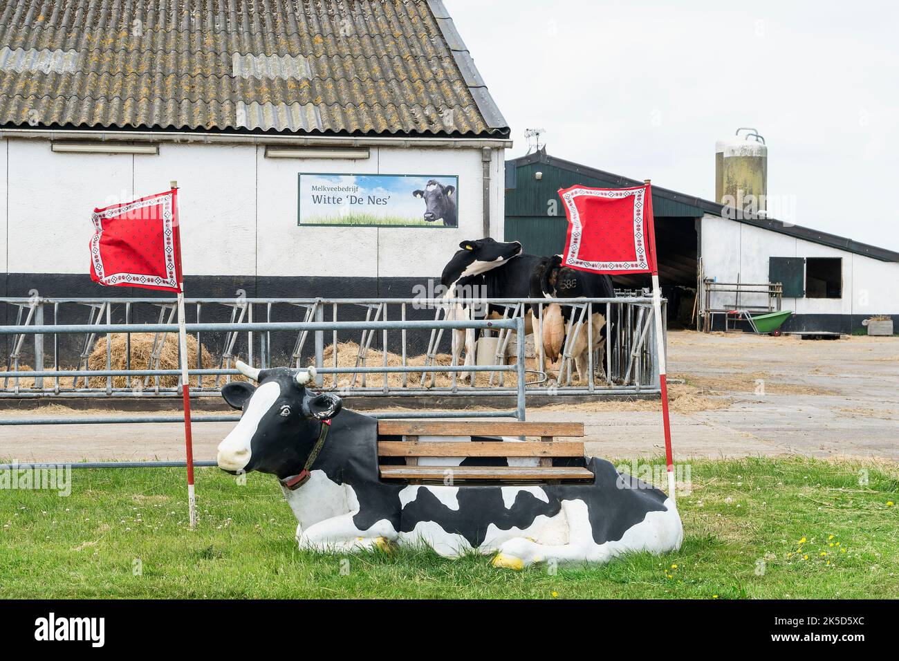 Netherlands, Texel, dairy farm, cow bench Stock Photo - Alamy