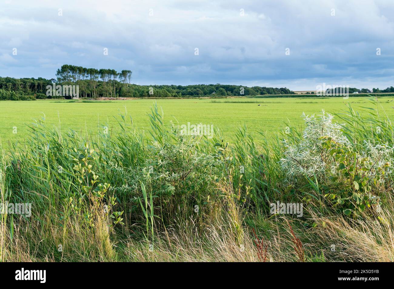 Netherlands, Texel, landscape near Den Burg, pasture area Stock Photo ...