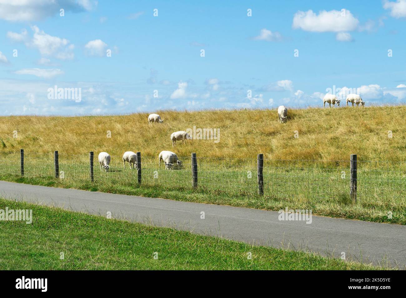 Netherlands, Texel, east coast, dike, grazing sheep Stock Photo - Alamy