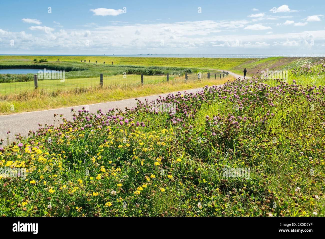 Netherlands, Texel, east coast, dike, bike path, flowering clover Stock ...