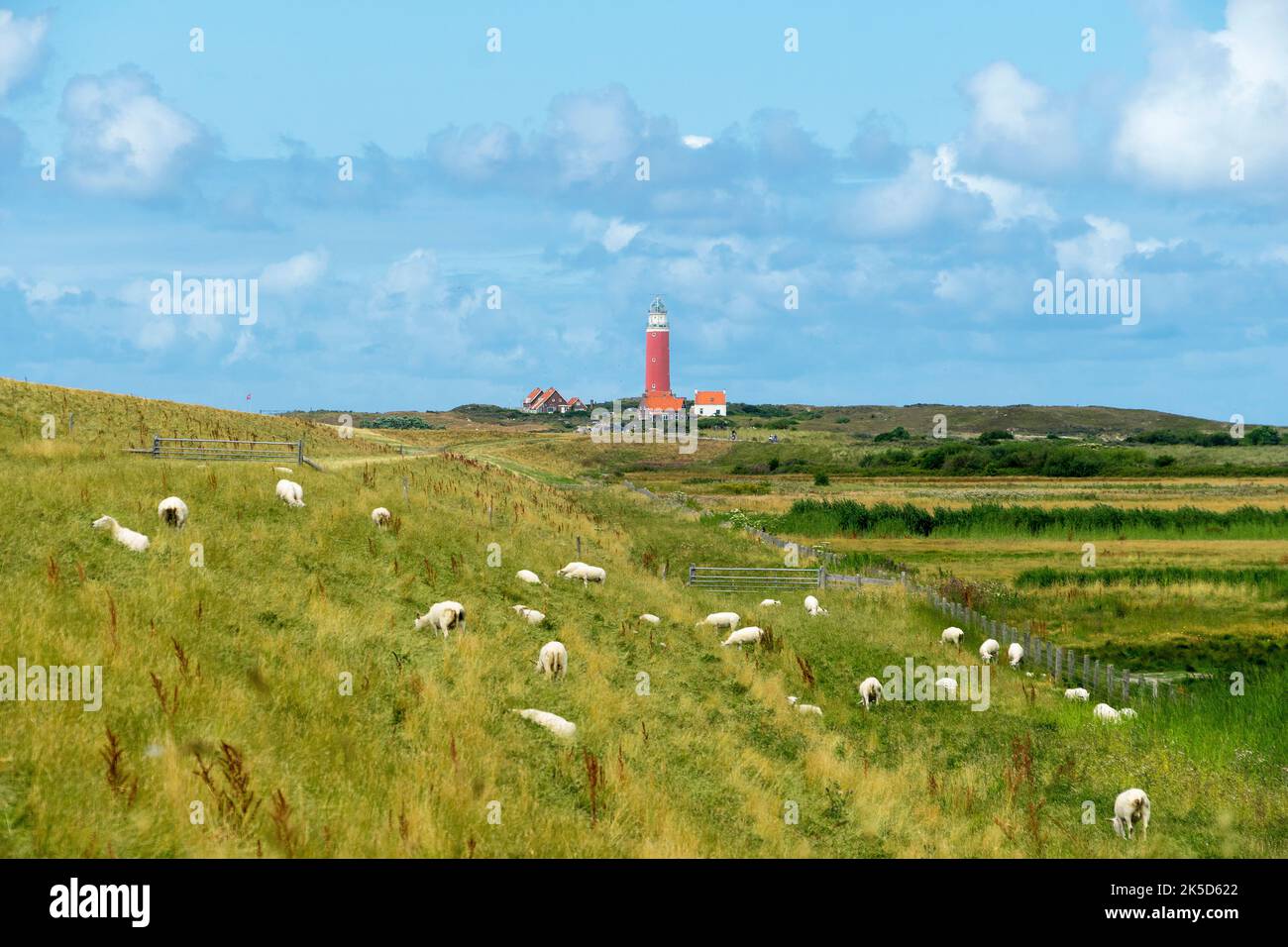 Netherlands, Texel, Eierlandse Duinen, dike, sheep, lighthouse Texel ...