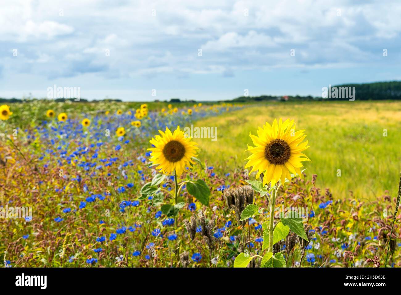 Netherlands holland sunflower field scenery hi-res stock photography ...