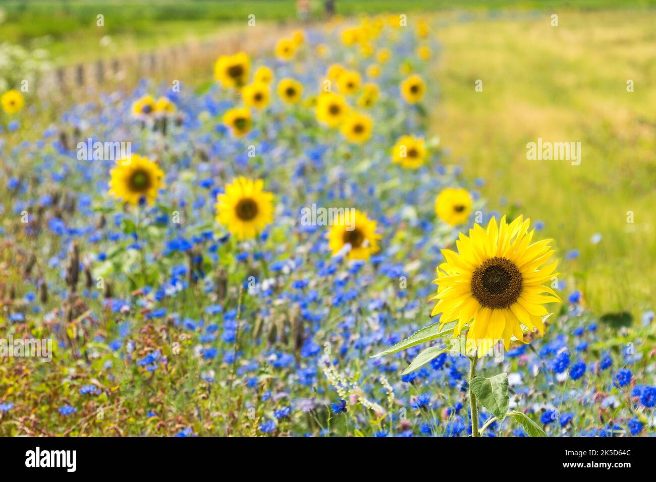 Netherlands, Texel, landscape near Den Burg, sunflowers at field edge ...