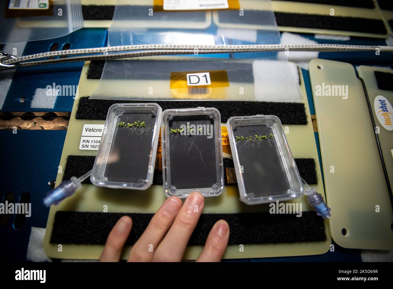 A view of the MVP-Plant-01 Petri plates with seedlings. Plant RNA ...