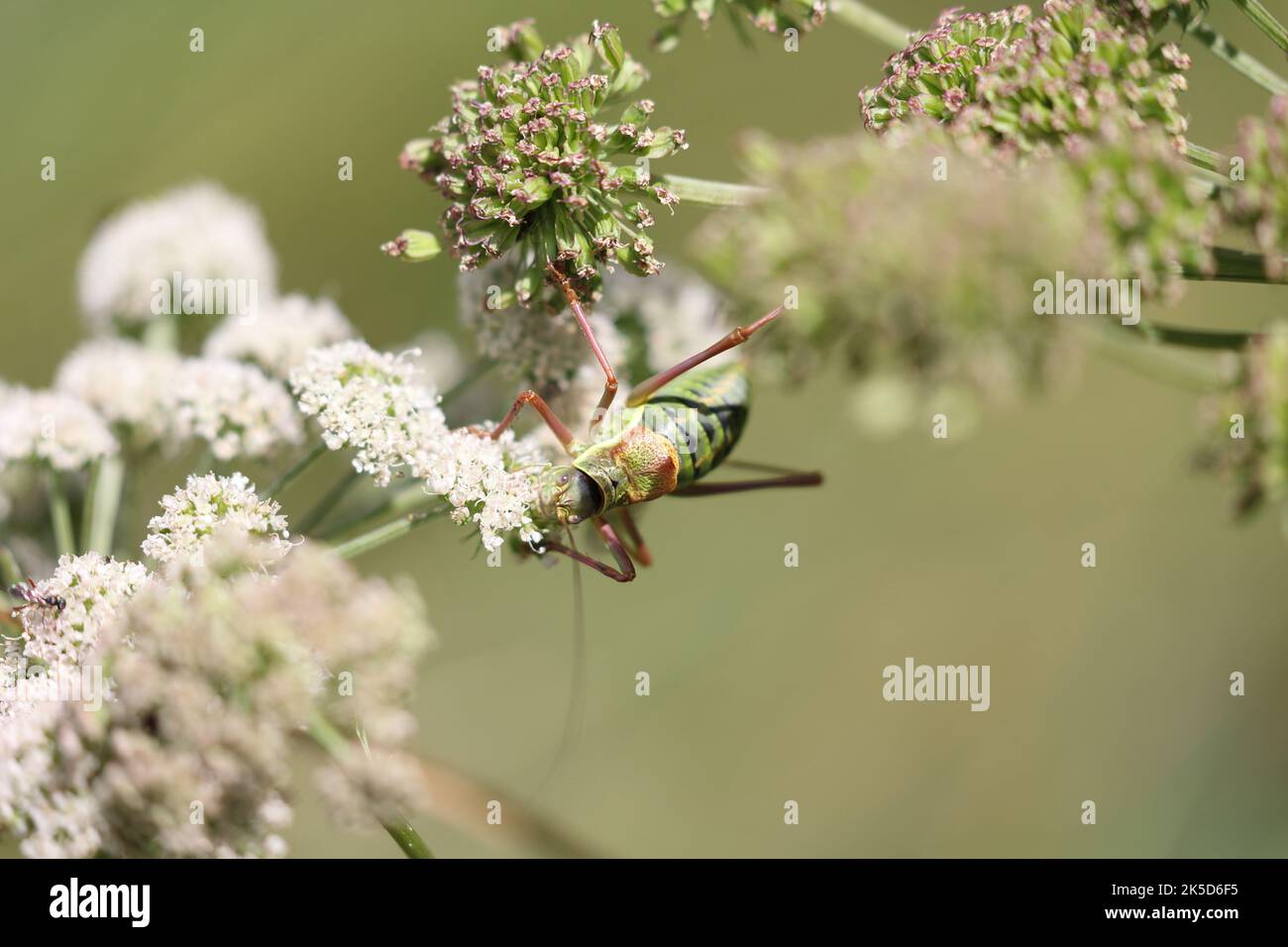 Ephippiger ephippiger grasshopper hi-res stock photography and images ...