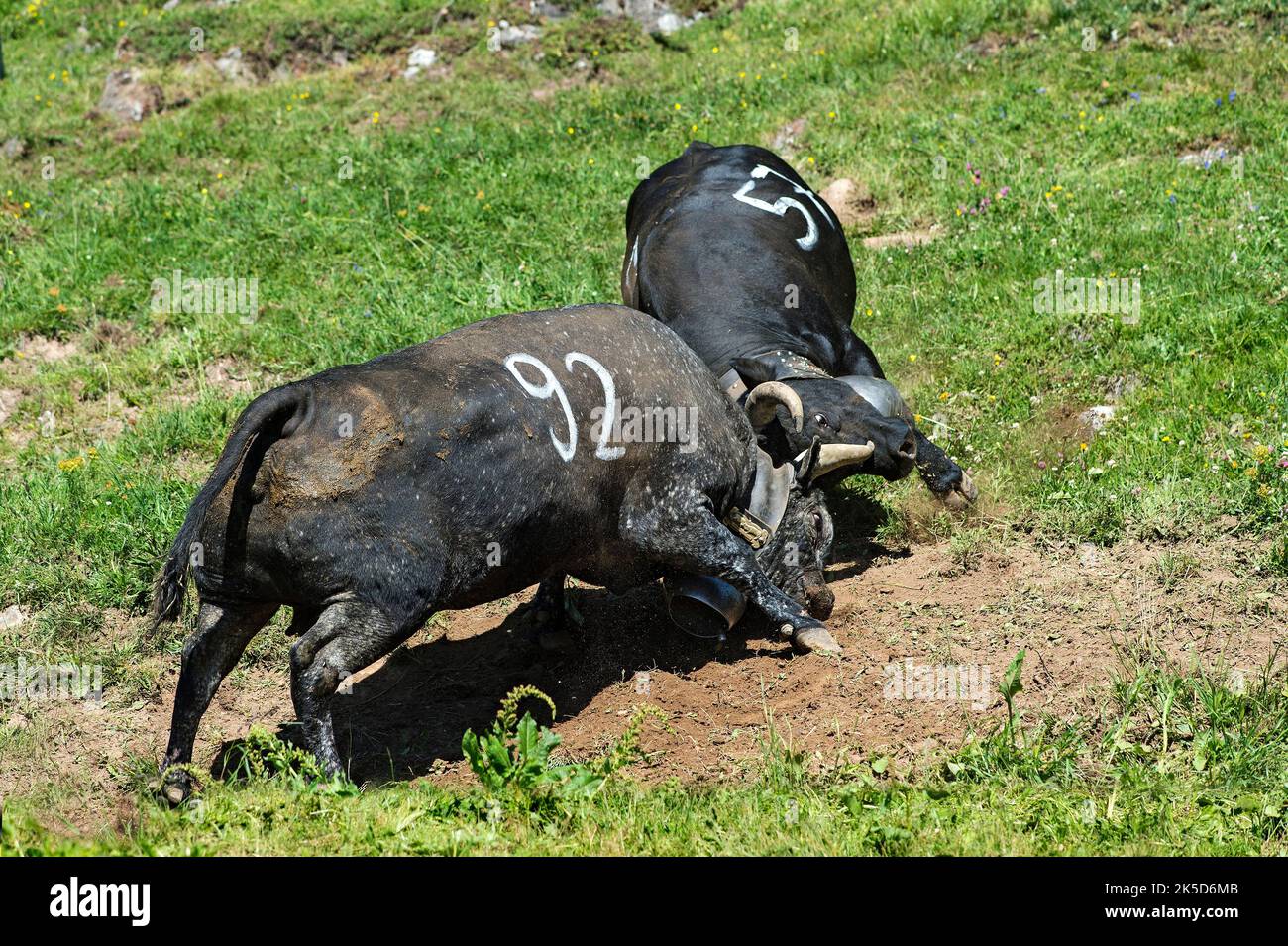 Eringer cows in clinch, traditional cow fight to establish hierarchy within the herd, Alp Odonne ...