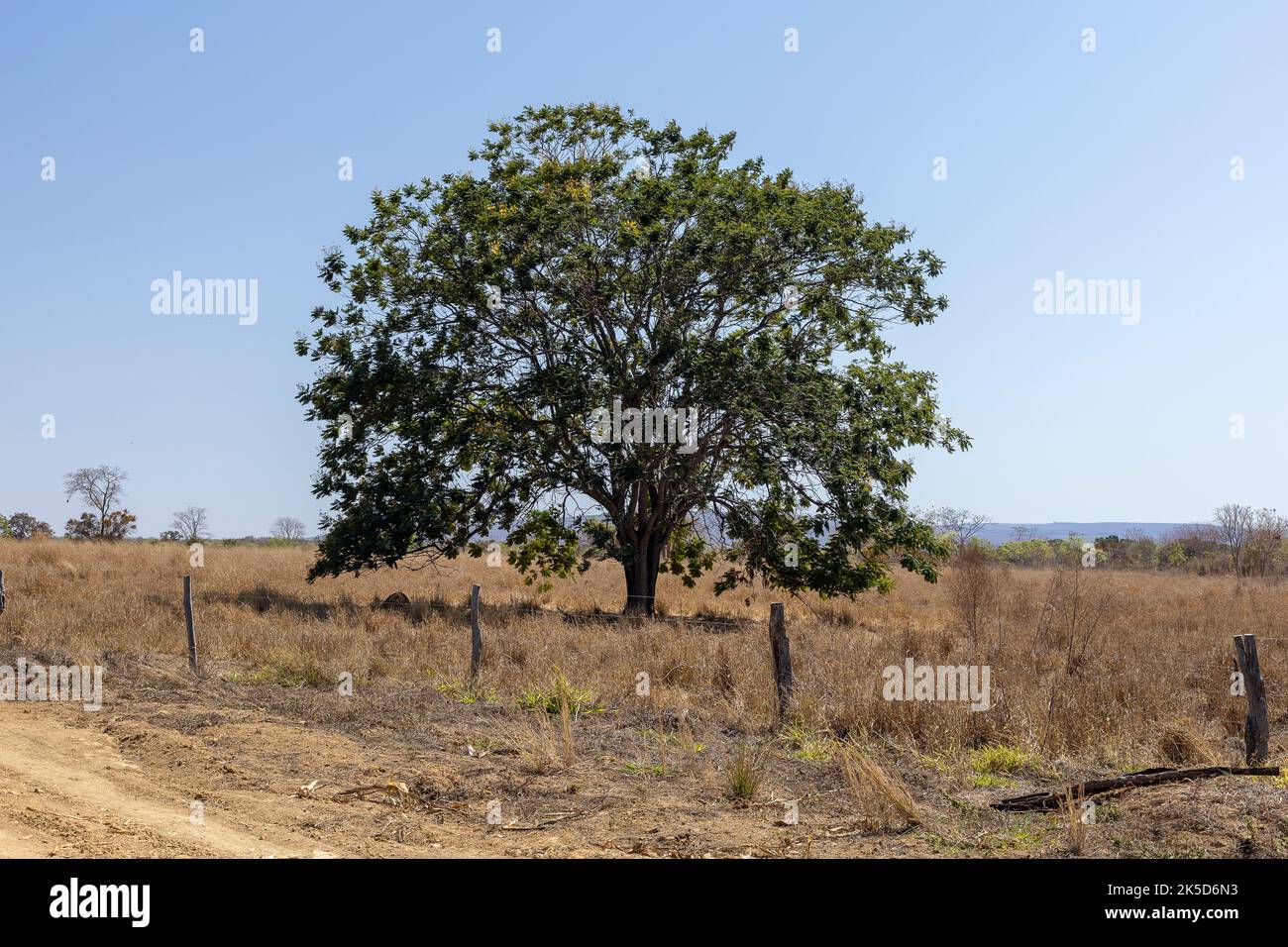 Cerrado tree hi-res stock photography and images - Alamy
