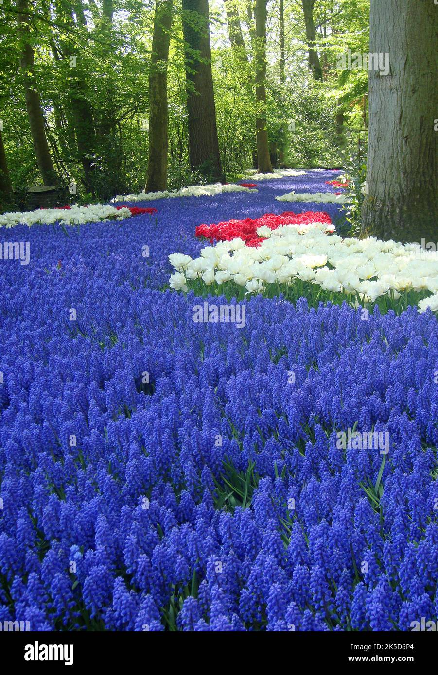 Sea of blue flowers like a river. The blue flowers are muscari or grape ...