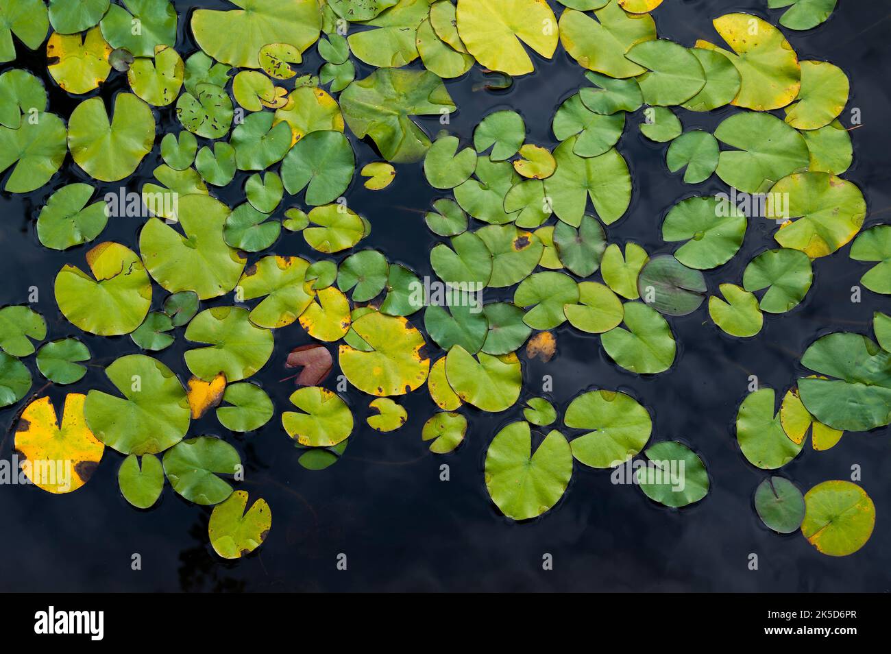 Water lily leaves, Aschauteiche near Eschede, Südheide Nature Park ...