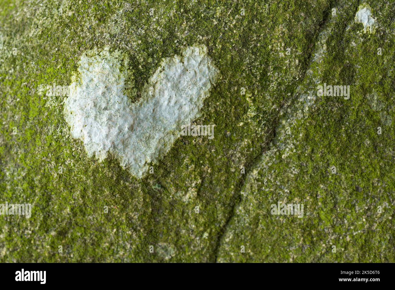 small heart of light lichen on a rock at the Totengrund, nature reserve ...