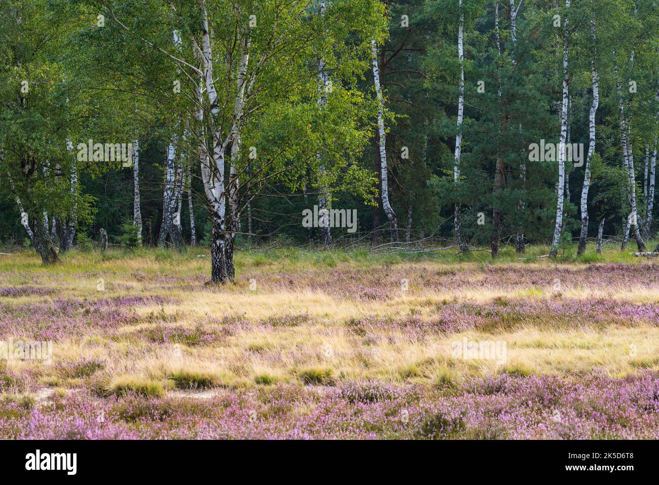 Birch trees and flowering heather in Oberoher Heide, Faßberg ...