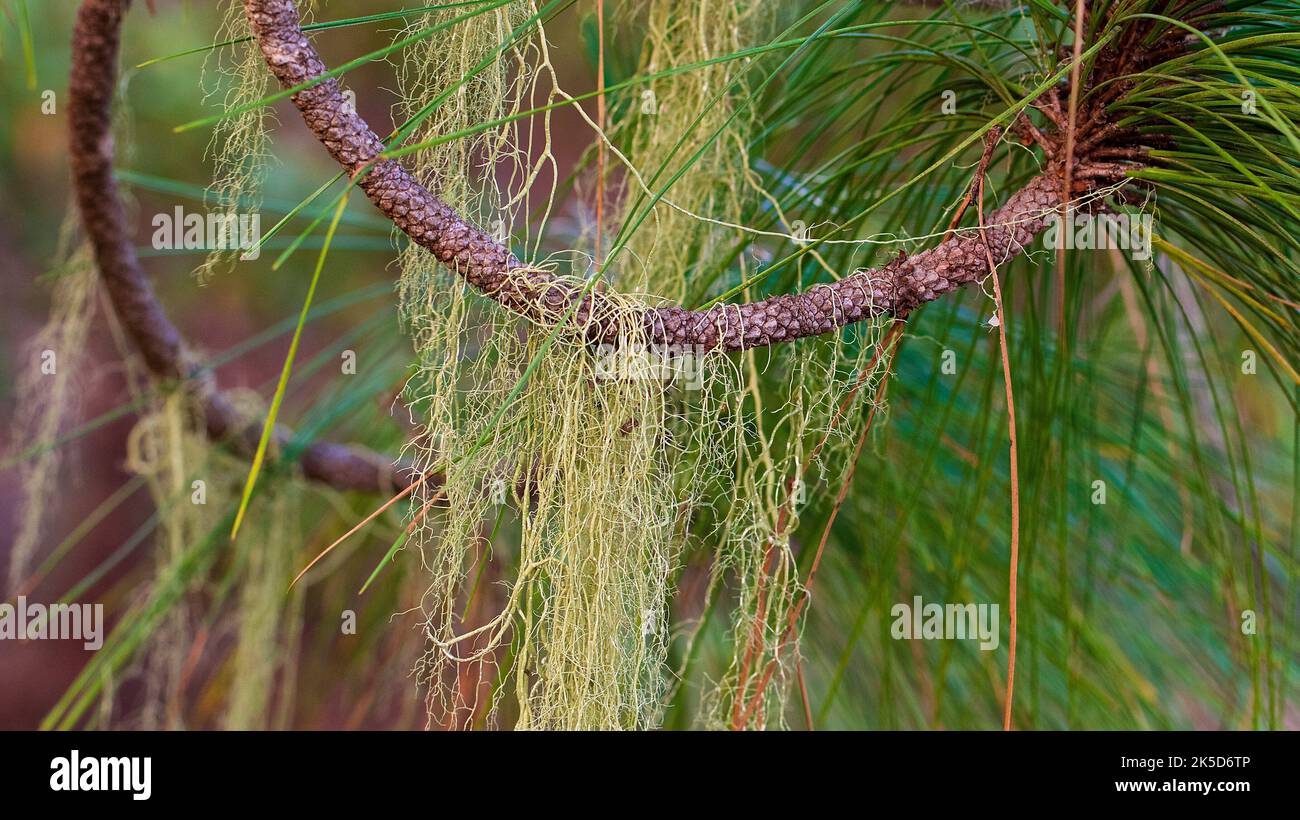 Spain, Canary Islands, Gran Canaria, Tamadaba Natural Park, forest area ...