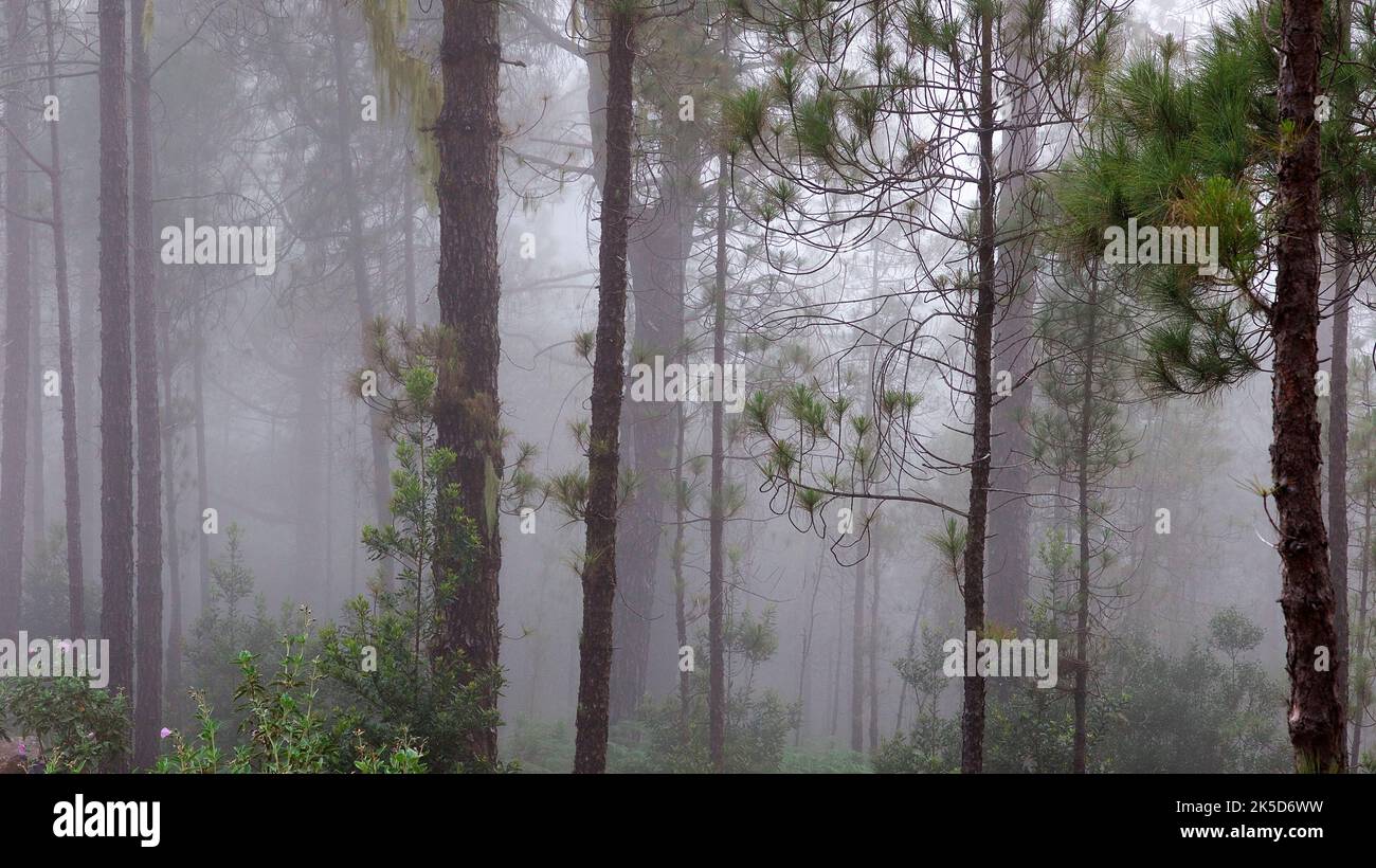 Spain, Canary Islands, Gran Canaria, Tamadaba Natural Park, forest area ...