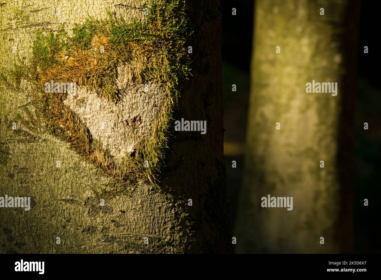 Moss growing in the shape of a heart on a tree trunk, forest near ...