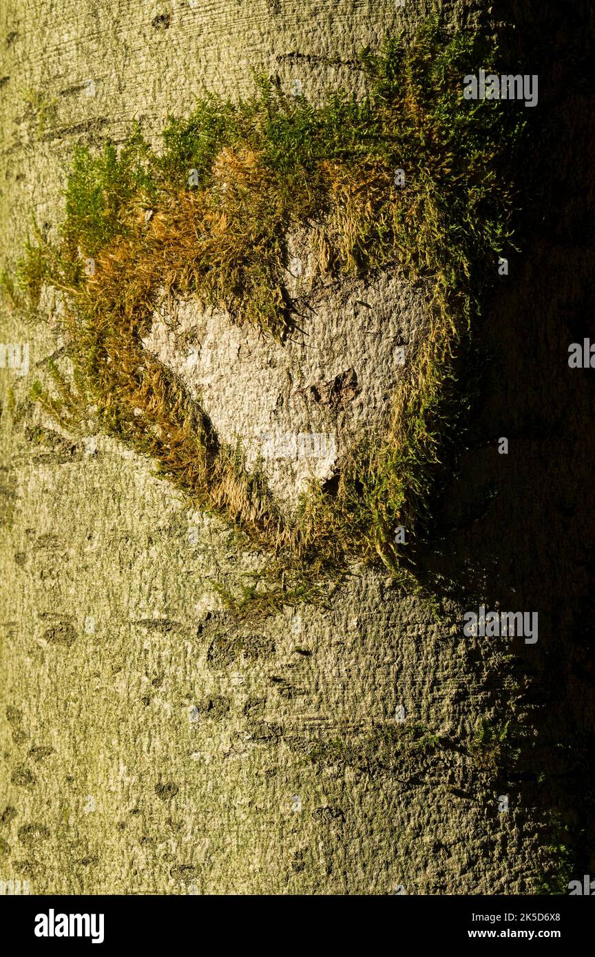 Moss growing in the shape of a heart on a tree trunk, forest near ...