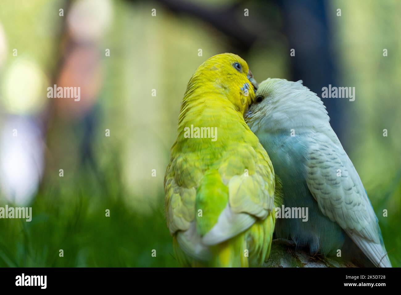 Two birds playing hi-res stock photography and images - Alamy