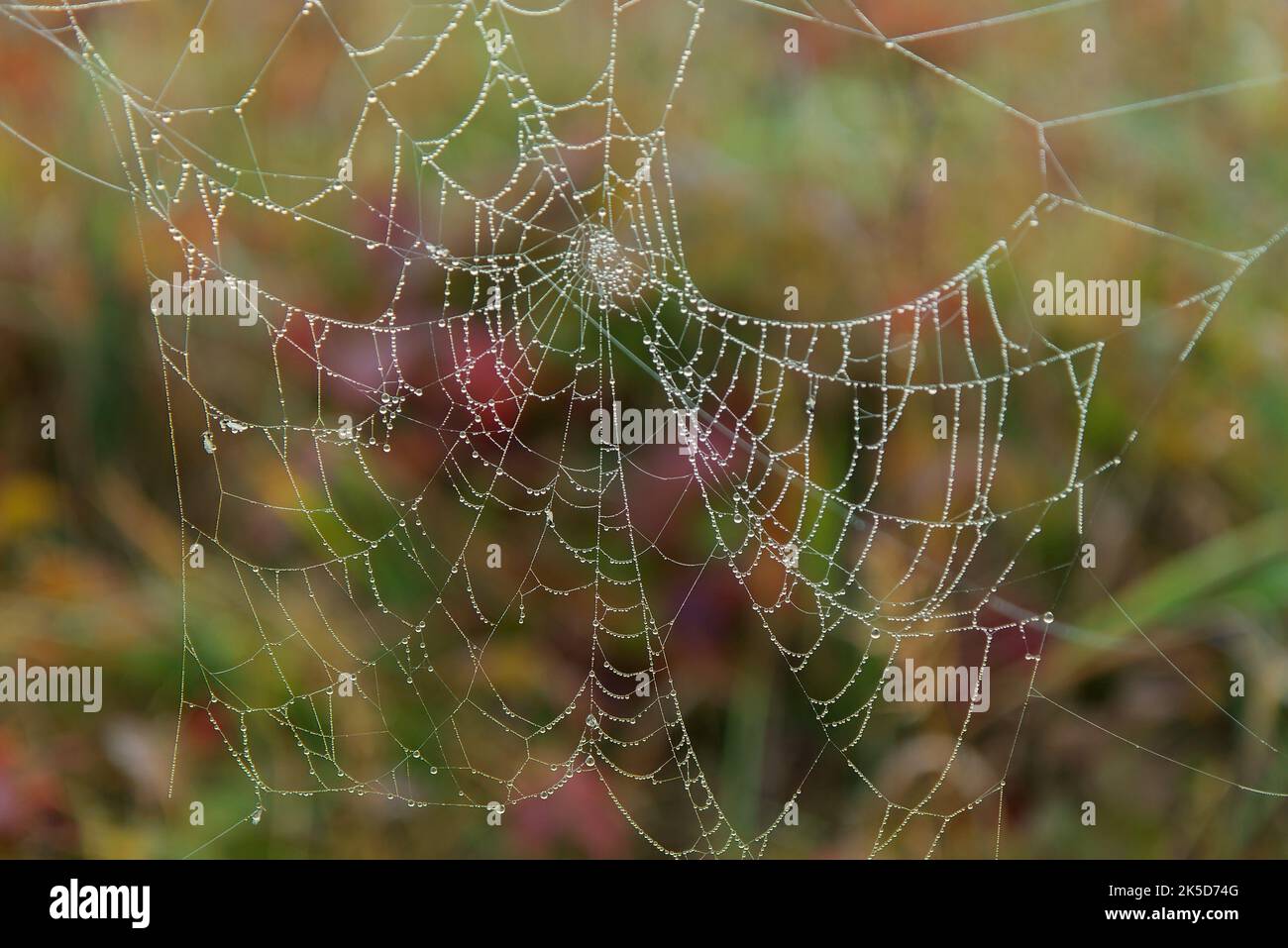 Fine fibers of spider web densely covered with tiny droplets of morning ...