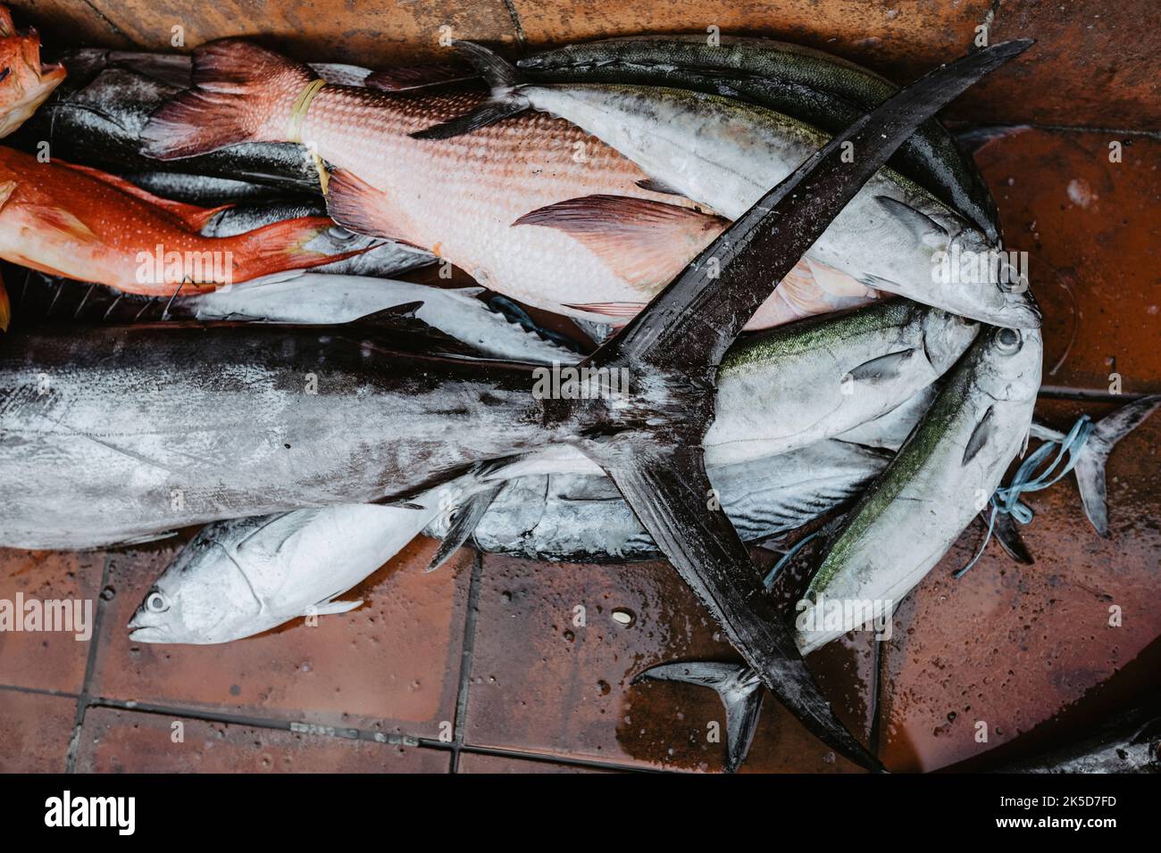 Saudi Arabia, Mecca province, Jeddah/Jeddah, fish market, fishes Stock ...