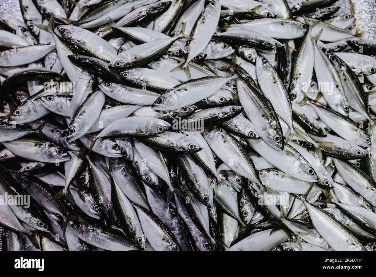 Saudi Arabia, Mecca province, Jeddah/Jeddah, fish market, fishes Stock ...
