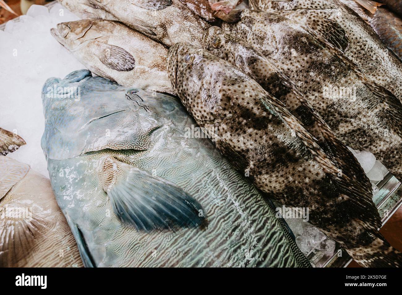 Saudi Arabia, Mecca province, Jeddah/Jeddah, fish market, fishes, ice ...