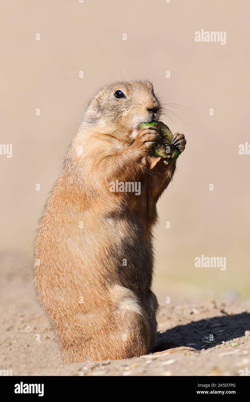 Black-tailed prairie dog (Cynomys ludovicianus), North America Stock ...