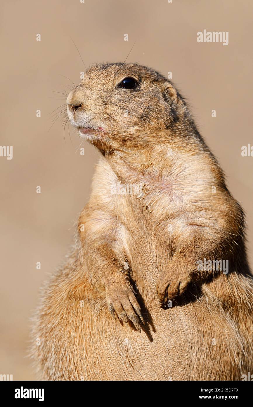 Black-tailed prairie dog (Cynomys ludovicianus), North America Stock ...