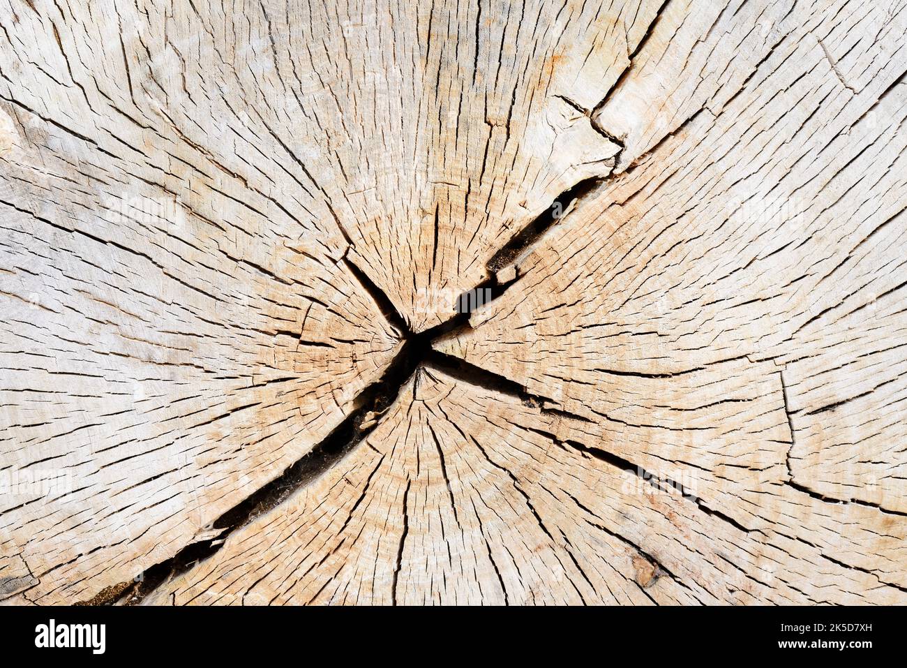 Poplar (Populus spec.), cross section of trunk, tree trunk, North Rhine ...