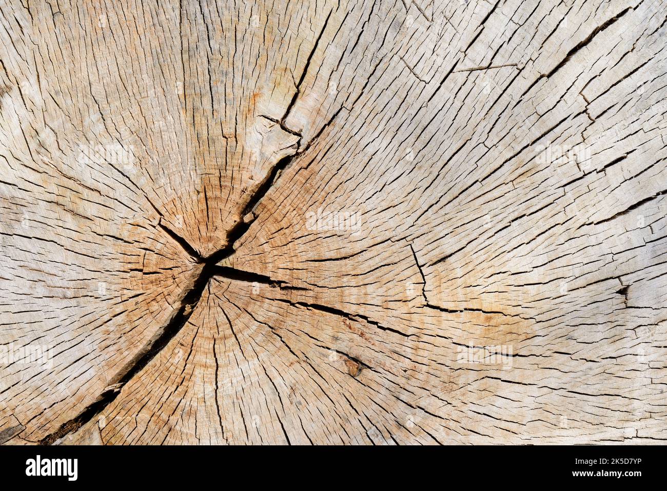 Poplar (Populus spec.), cross section of trunk, tree trunk, North Rhine ...