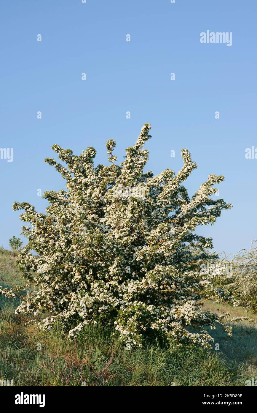 Common hawthorn (Crataegus monogyna), flowering, North Rhine-Westphalia ...