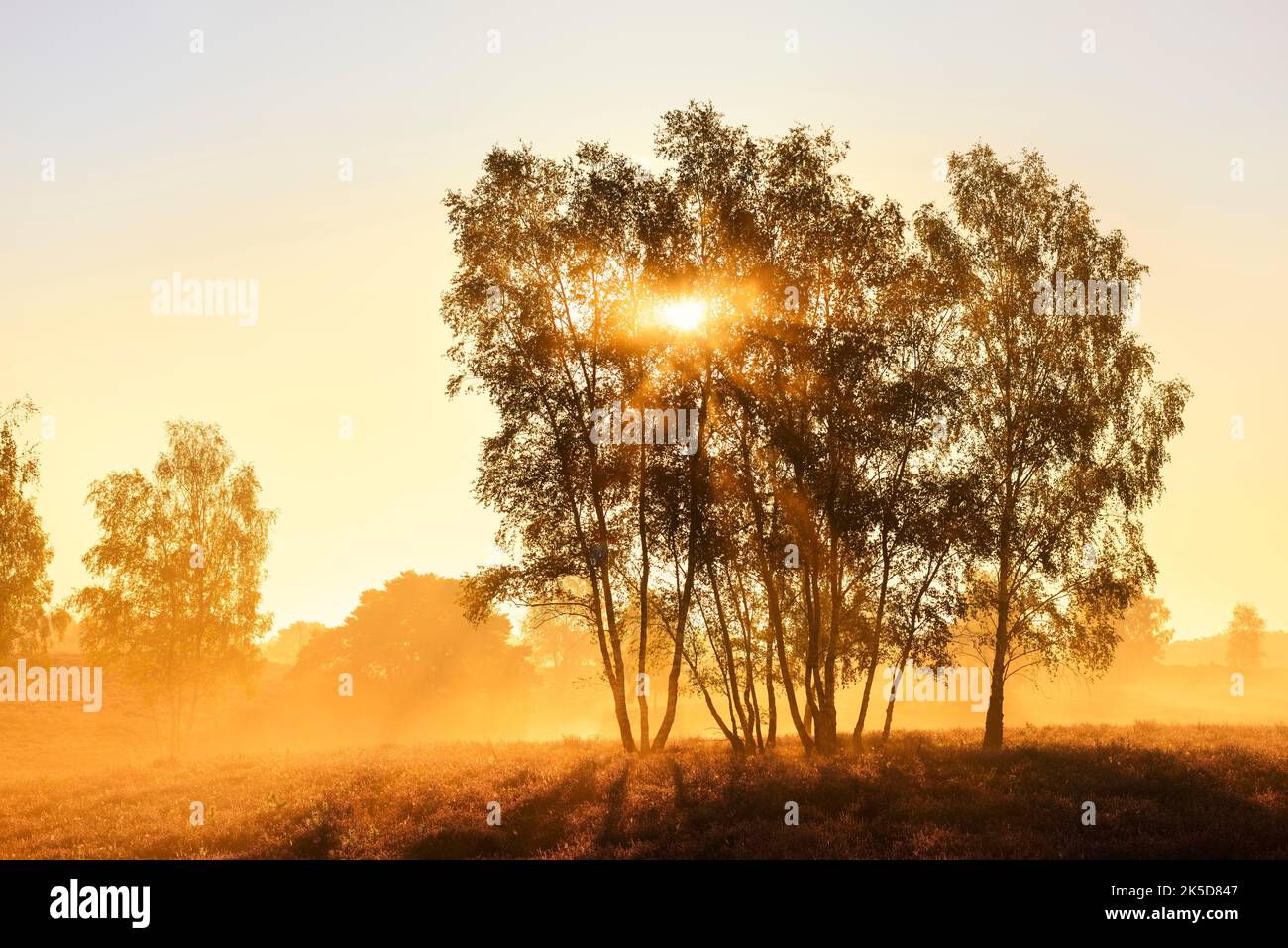 Hanging birch (Betula pendula) in blooming heath at sunrise, Westruper ...