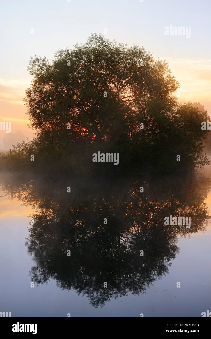 Silver willow salix alba on the river lippe at sunrise hi-res stock ...