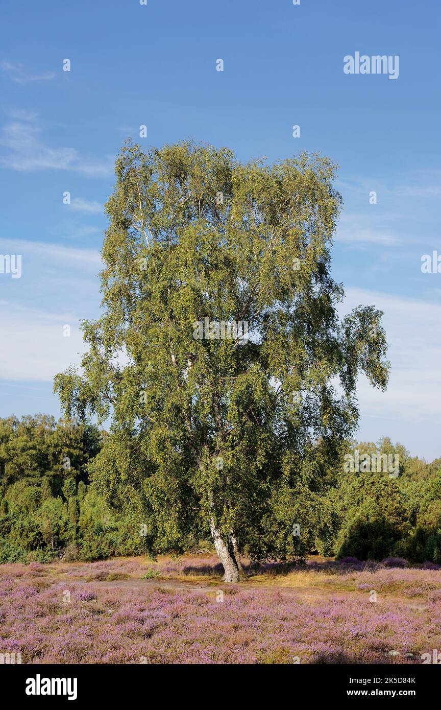 Betula pendula weeping birch hi-res stock photography and images - Alamy