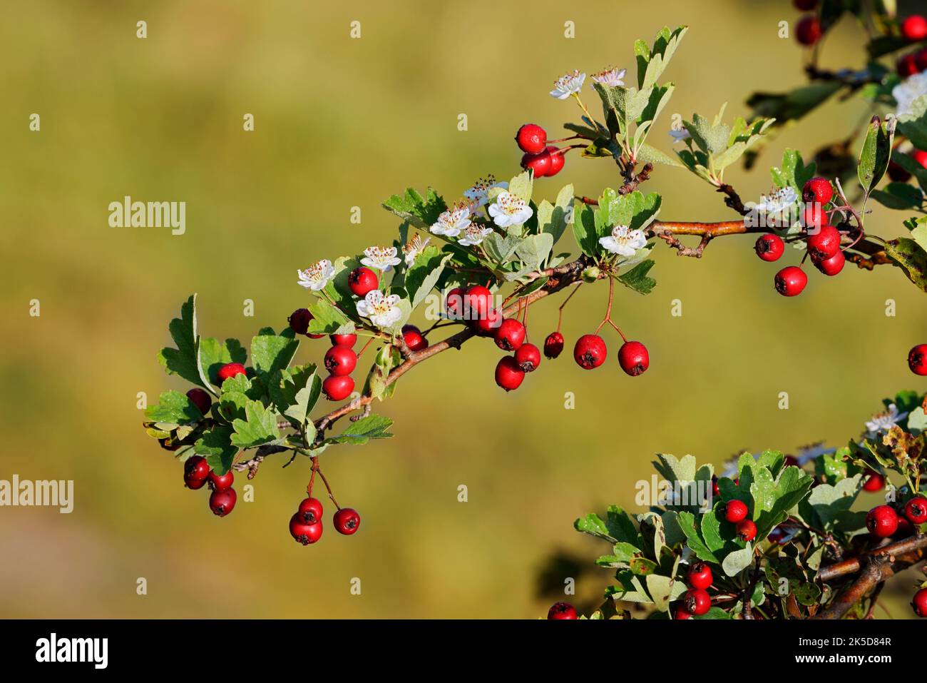 Common hawthorn (Crataegus monogyna), fruits and flowers in autumn ...