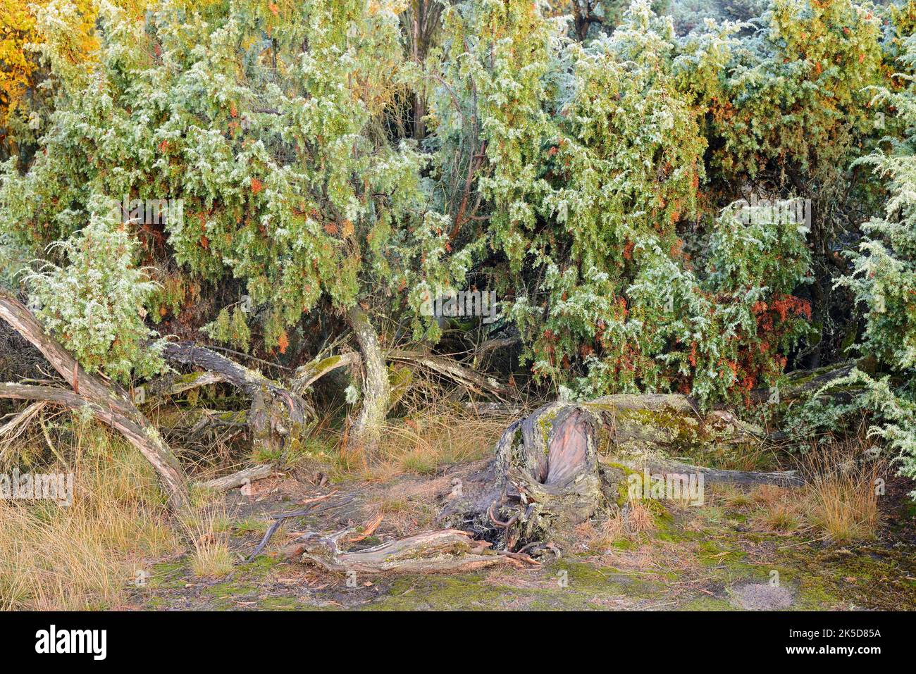 Common juniper or heath juniper (Juniperus communis), North Rhine ...