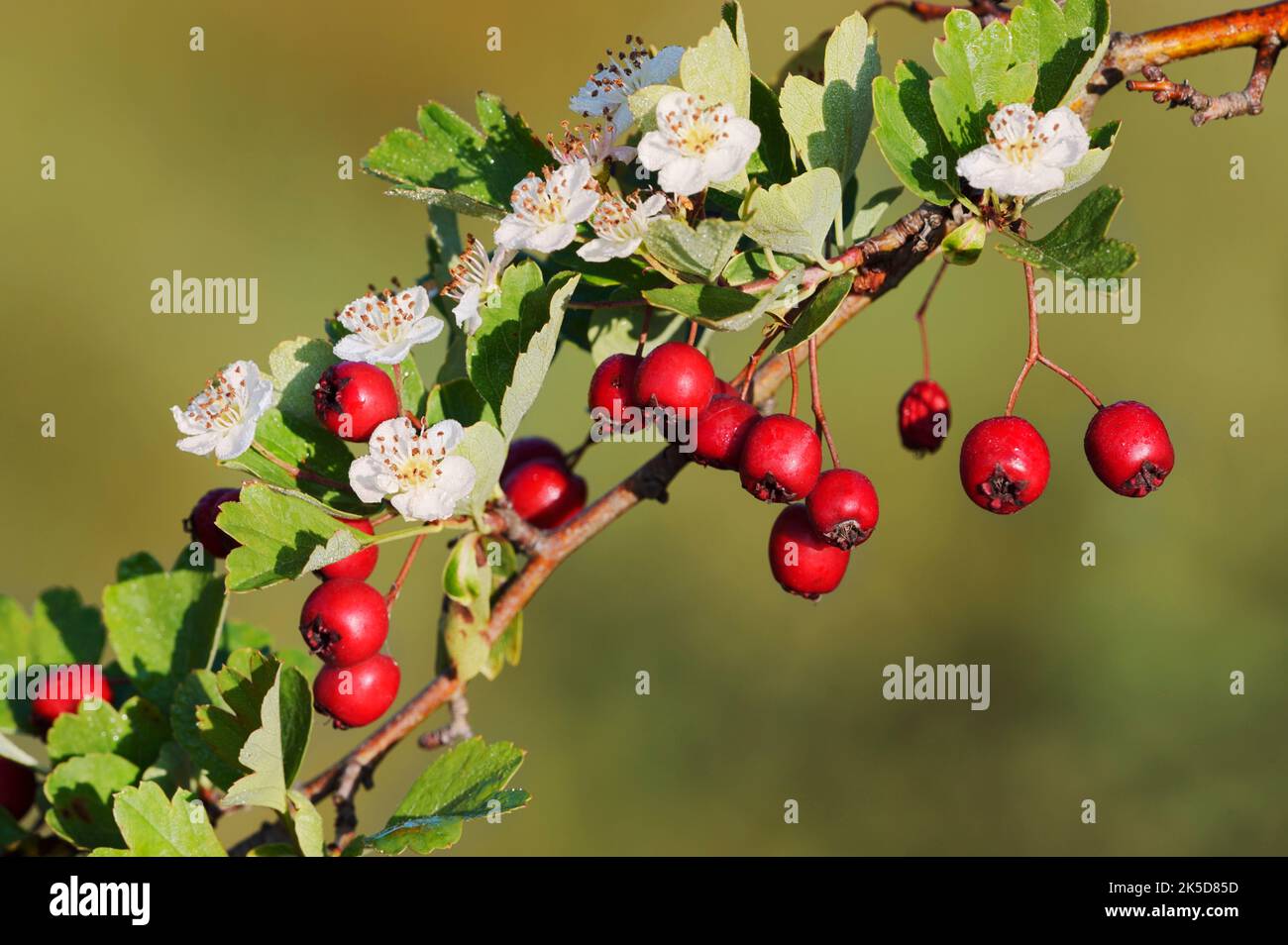 Common hawthorn (Crataegus monogyna), fruits and flowers in autumn ...