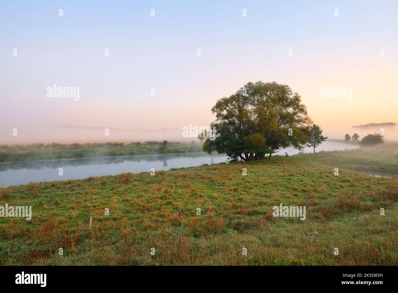 Silver willow (Salix alba) on the river Lippe, North Rhine-Westphalia ...