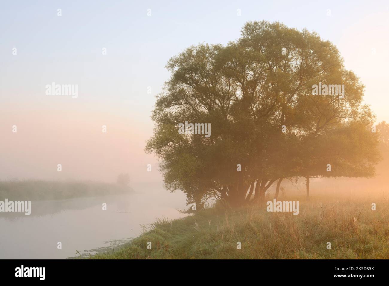 Silver willow (Salix alba) at the river Lippe in morning fog, sunrise ...
