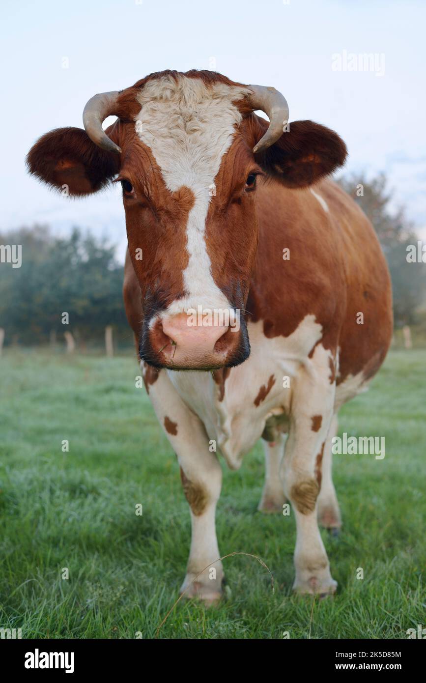 Red breasted cattle hi-res stock photography and images - Alamy