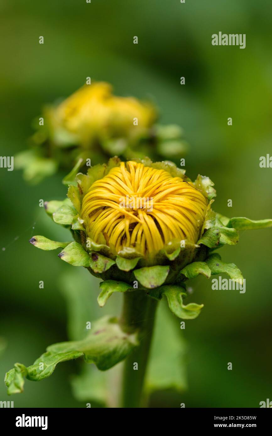 A close up shot of an Elecampane bud on a blurred background Stock ...