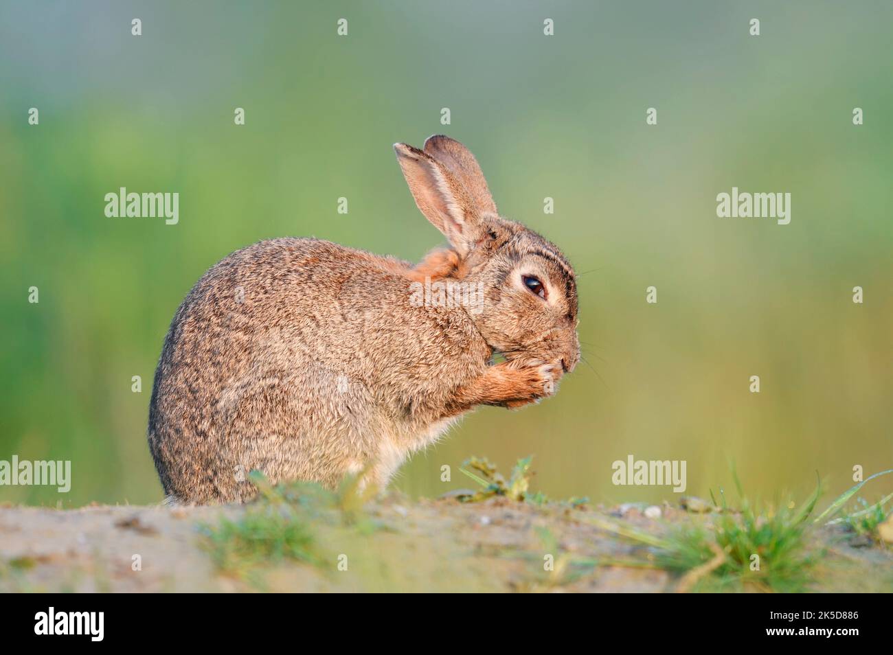 Wild rabbit preening hi-res stock photography and images - Alamy