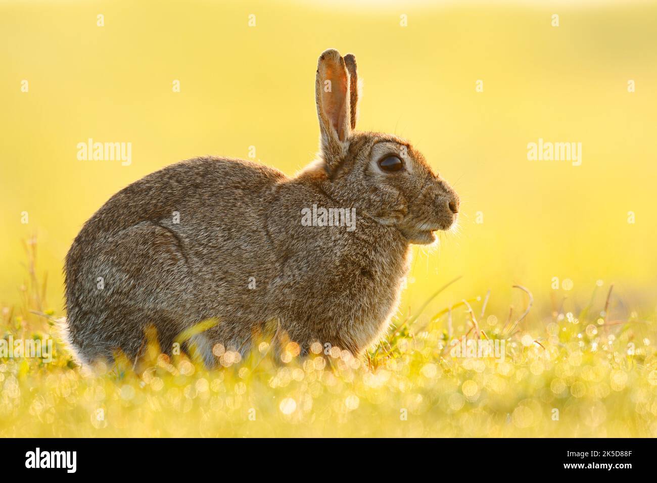 Wild rabbit (Oryctolagus cuniculus) in backlight, North Rhine ...