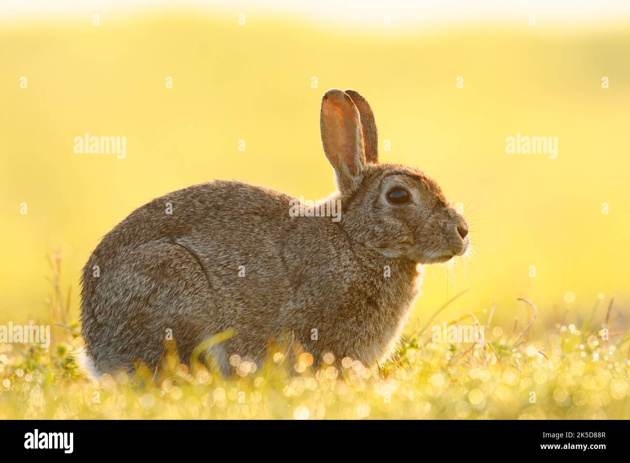 Wild rabbit (Oryctolagus cuniculus) in backlight, North Rhine ...
