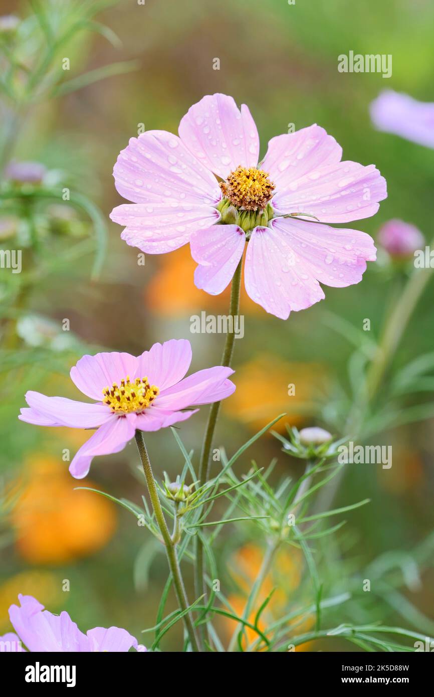 Jewel basket (Cosmos bipinnatus), North Rhine-Westphalia, Germany Stock ...